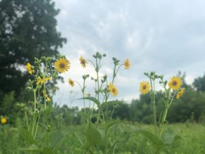 The Best Pizza Farms in Minnesota and Wisconsin - Little Blue Backpack