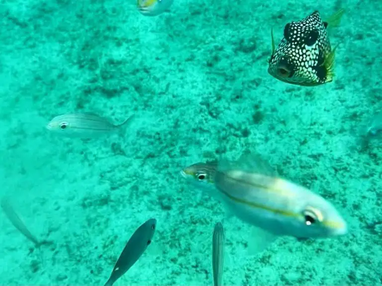 Aruba Snorkeling Guide: The Best Beaches to Visit - Little Blue Backpack