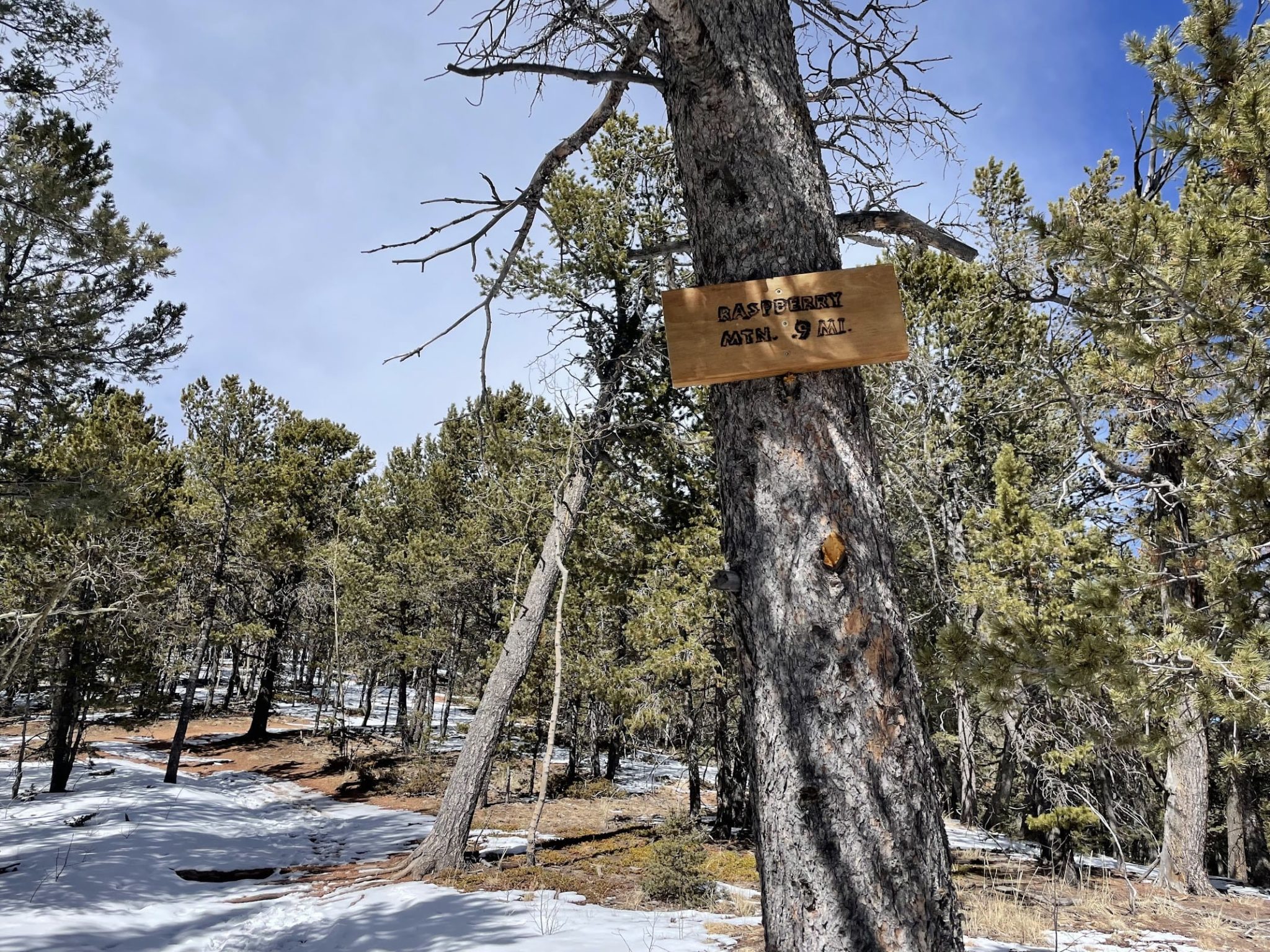 Raspberry Mountain Trail - Divide, Colorado: The Best Hiking Guide ...